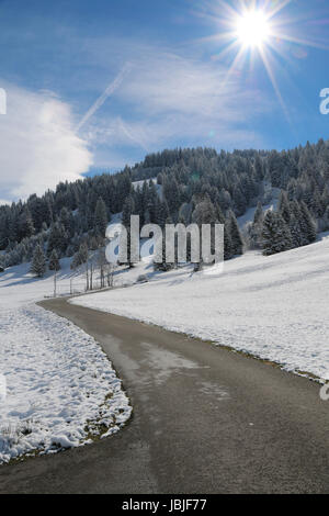 winter austrians firs snow forest shine shines bright lucent light ...