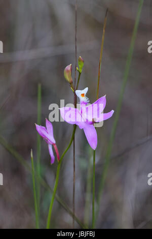 Grass Pink Orchid Calopogon Florida USA Stock Photo - Alamy