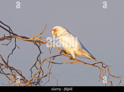 Western corella (Cacatua pastinator pastinator), also known as the ...