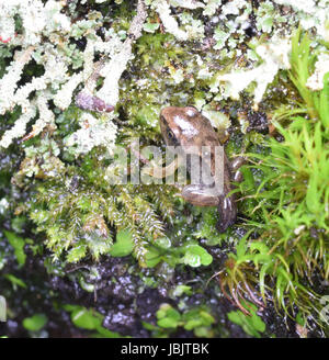 Frog emerging from pond Stock Photo - Alamy