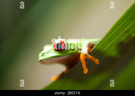 exotic, frog, greenback, tree frog, tropical, rainforest, rain forest ...