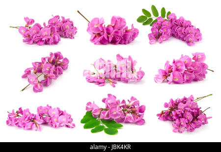 collection of purple sophora flower isolated on white background Stock ...