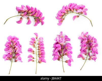 collection of purple sophora flower isolated on white background Stock ...