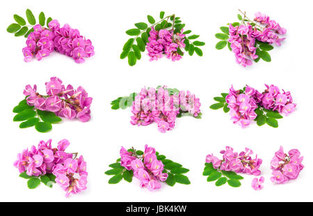collection of purple sophora flower isolated on white background Stock ...