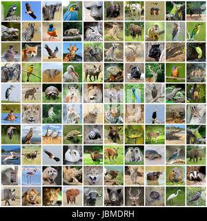 African wild animals collage fauna diversity in Kruger Park natural ...