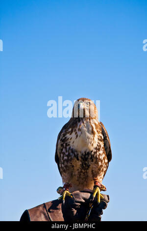 Red-tailed hawk tethered to handler's leather glove Stock Photo - Alamy