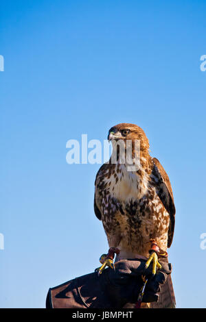 Red-tailed hawk tethered to handler's leather glove Stock Photo - Alamy