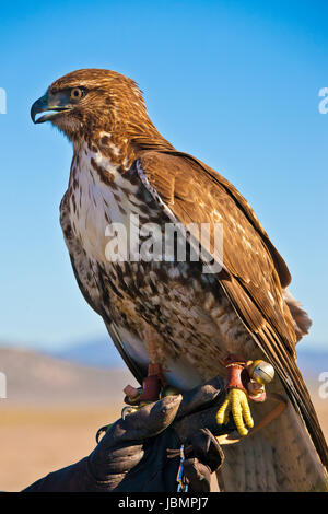 Red-tailed hawk tethered to handler's leather glove Stock Photo - Alamy