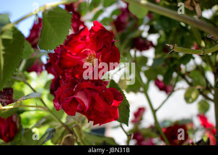 Red roses in Italian garden Stock Photo - Alamy