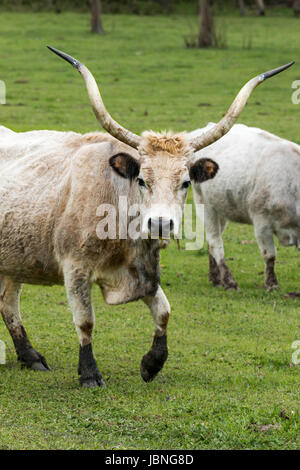Beautiful hungarian grey bull portrait Stock Photo - Alamy