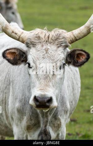Young Hungarian grey gray cattle cow head shot side view close-up ...