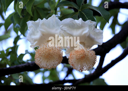 Baobab flowers at sunrise Stock Photo: 144922644 - Alamy