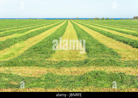 Field of newly cut field of hay Stock Photo - Alamy