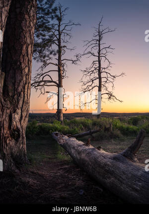 Wooden trunk of a big tree with fallen yellow leaves in autumn park ...