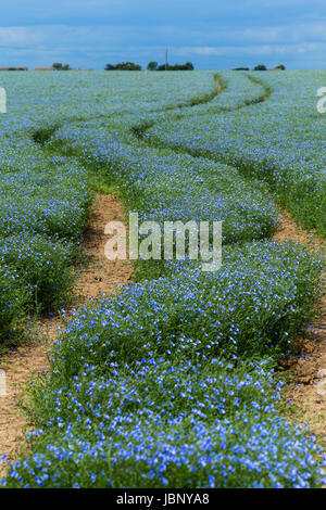 Tracks Through a Field of Common Flax Stock Photo - Alamy