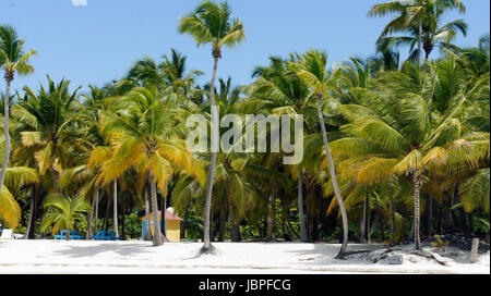 real caribbean paradise saona island Stock Photo - Alamy