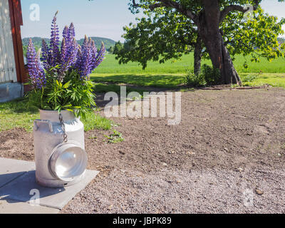 Purple Melbourne flowers in an aluminum milk barrel on a farm Stock ...