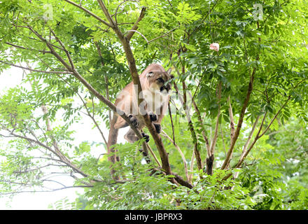 puma climbing on tree, animal enrichment in zoo Stock Photo - Alamy