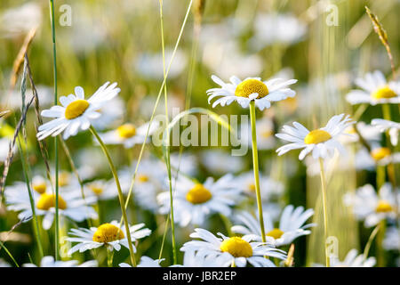 evening shoot of spring daisy flower field Stock Photo - Alamy