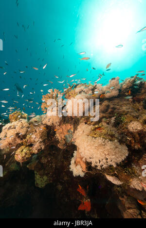 Underwater world in th e Red Sea Stock Photo - Alamy