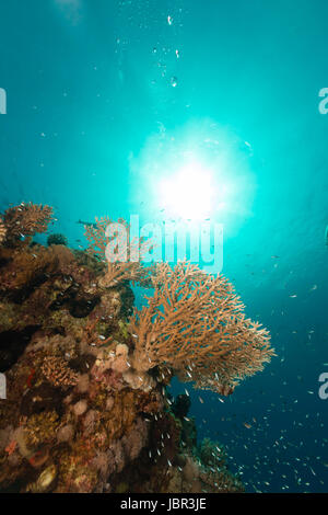Underwater world in th e Red Sea Stock Photo - Alamy