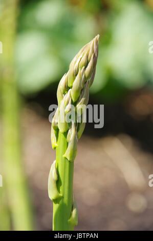 Asparagus field, Spargelfeld 32 Stock Photo - Alamy