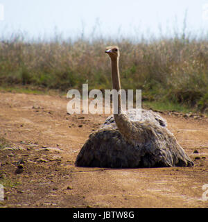 Female Ostrich sitting on the ground at Knowsley Safari Park Stock ...