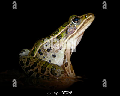 A leopard frog isolated from its environment Stock Photo - Alamy