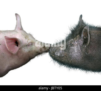 two pigs kissing Stock Photo - Alamy