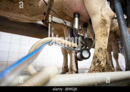 MILKING COWS AT AUTOMATED MILKING PARLOR Stock Photo: 162707351 - Alamy
