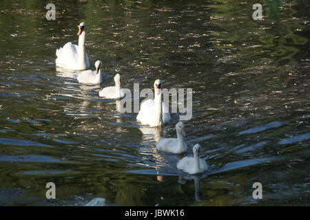Mother swan with her cubs swim in the lake Stock Photo Stock Photo - Alamy
