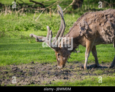 A father David's Deer molting his coat Stock Photo - Alamy