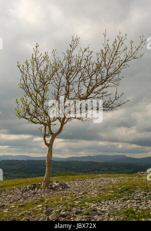 Scout Scar Kendal Cumbria Lake District UK Mushroom Shelter Stock Photo ...