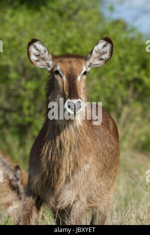 Female common waterbuck (Ellipsen waterbuck) (Kobus ellipsiprymnus ...