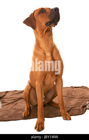 rhodesian ridgeback over a white background Stock Photo - Alamy