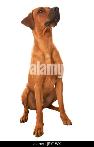 rhodesian ridgeback over a white background Stock Photo - Alamy
