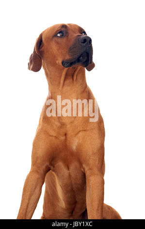 rhodesian ridgeback over a white background Stock Photo - Alamy