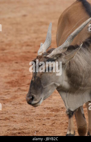 Waterbuck (Kobus ellipsiprymnus), fighting, Kruger National Park, South ...