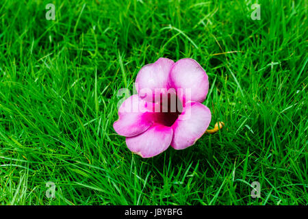 Closeup Saritaea magnifica Duyand on tre green grass Stock Photo - Alamy