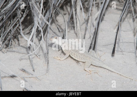 Bleached Earless lizard, (Holbrookia maculate ruthveni), White Sands ...