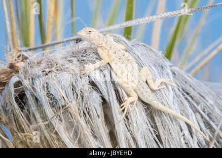 Bleached Earless lizard, (Holbrookia maculate ruthveni), White Sands ...