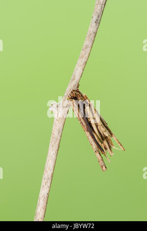 Bagworm Moths (Psychidae Stock Photo - Alamy