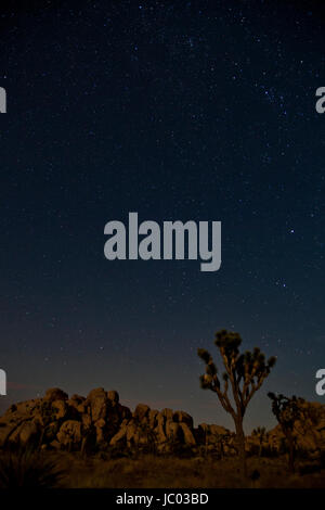 Joshua trees under starry night (desert night landscape) - Joshua Tree ...