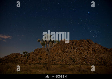 Joshua trees under the stars Stock Photo - Alamy