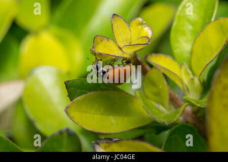 Brown lady bug on tree leaves Stock Photo - Alamy