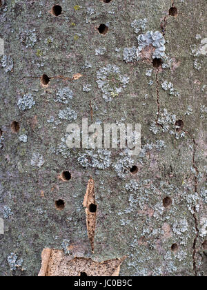 Wood borers' damage in tree trunk.Ants accessing holes Stock Photo - Alamy