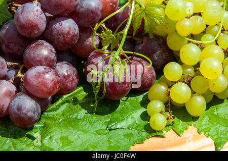 Grapes are a genus of plants in the family Vitaceae Stock Photo - Alamy