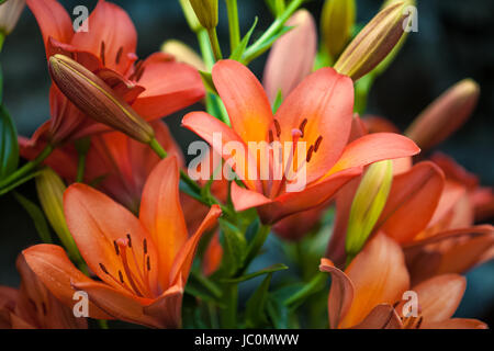 Closeup of a big red tiger lily in the garden summer. Bright red ...