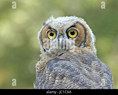 Virginiauhu, Virginia-Uhu, Amerikanischer Uhu (Bubo virginianus), sitzt ...