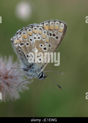 maculinea arion naturarena Stock Photo - Alamy